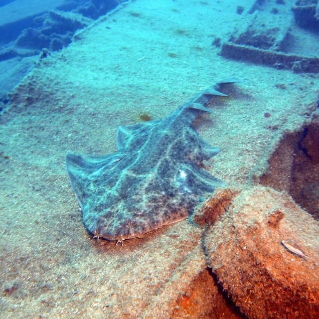 Gran Canaria: Morning Scuba Dive - The Dive Sites and Experience
