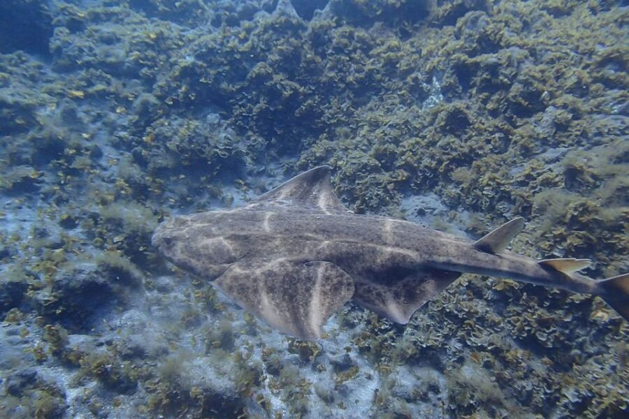 Gran Canaria:Live an Adventure and Learn to Dive with Expert - Who Will Love This Experience?