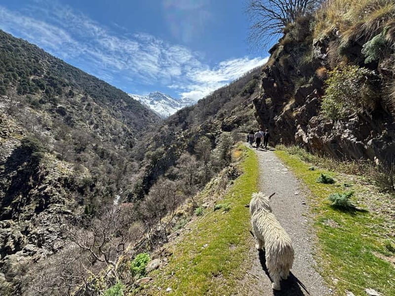 Granada: High Sierra Nevada Hiking Tour to 3000 Meters - What to Expect on the Tour