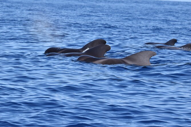 Guided activity in the Heart of Azores with whales and dolphins - Exploring the Heart of Azores with Whales and Dolphins: A Detailed Review