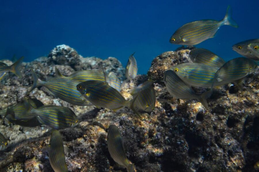Guided Marine Life Excursion in Estepona - Why This Tour Is Worth Considering