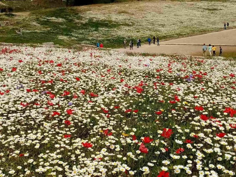 Guided tour of ancient Olympia by an Italian-born guide-archaeologist - The Highlights of the Olympia Tour