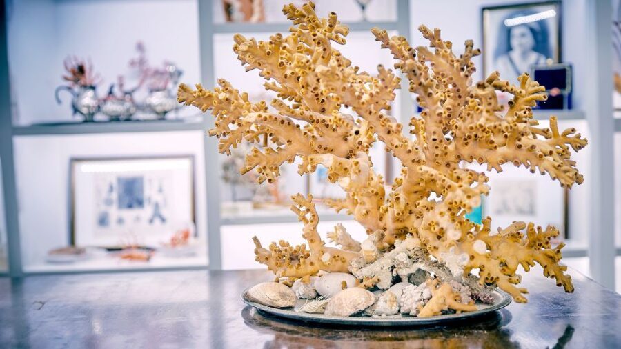 Guided tour of the coral museum in Sciacca - Who Should Consider This Tour?