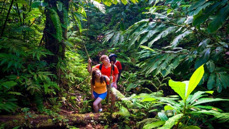 Haiku: Waterfall, Rainforest, and Handcrafted Chocolate Tour - Introduction
