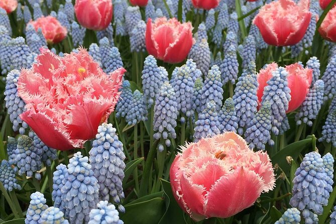 Half Day Keukenhof Tulip Paradise Trip from Amsterdam - A Close Look at the Half Day Keukenhof Tulip Paradise Trip from Amsterdam