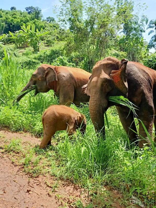 Half-day with CHIANGMAI ELEPHANT CARE program (12pm-6pm.) - Key Points