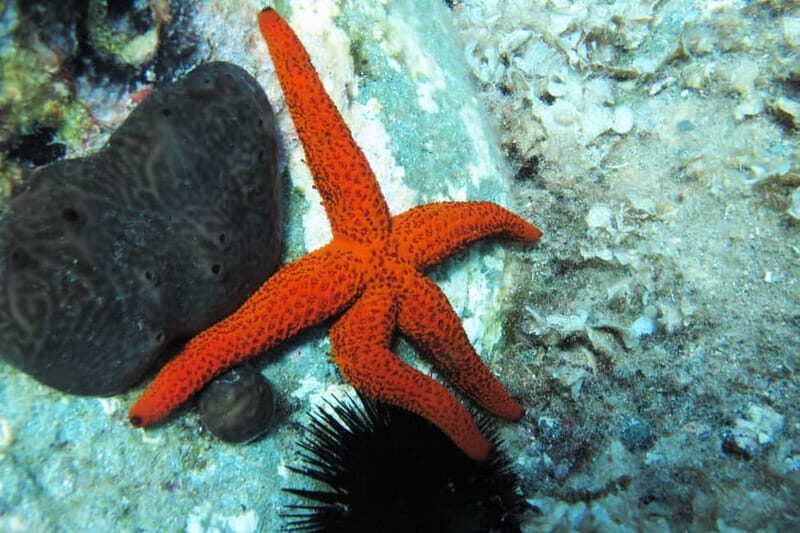 Halkidiki-Kassandra: Scuba Diving for Beginners - Who Should Consider This Tour?
