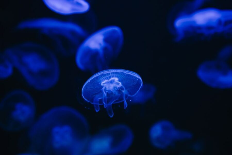 Heraklion Area: CRETAquarium Admission Ticket - Who Will Love CRETAquarium?