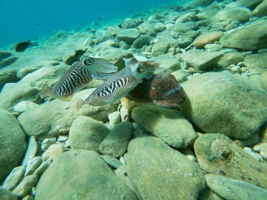 Heraklion: Beginner-Friendly Snorkeling Trip - Overall Value and Suitability