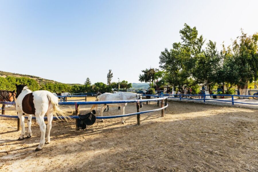 Heraklion: Finikia Horse Riding Tour with Lunch or Dinner - Final Advice