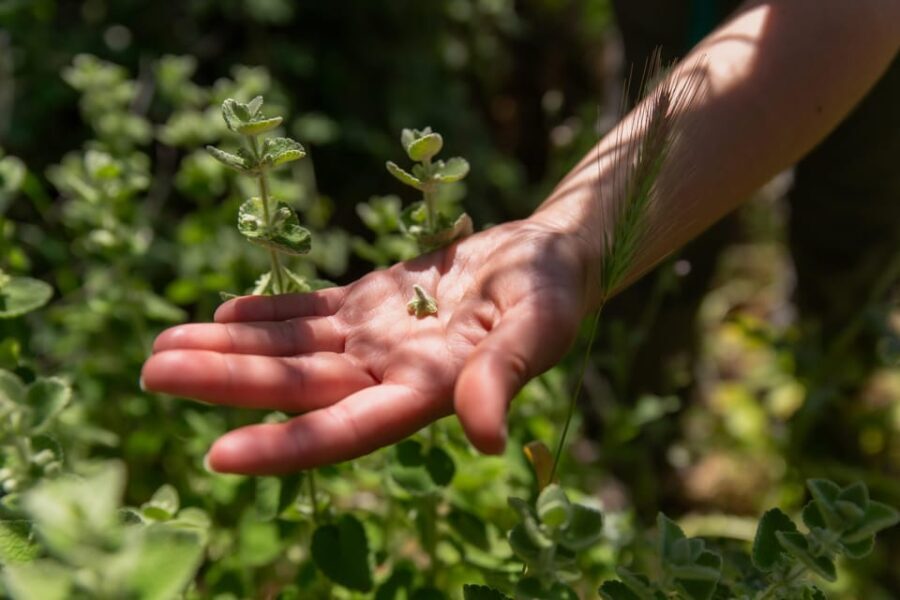 Herbalism and Wildlife (Small group experience) - FAQ