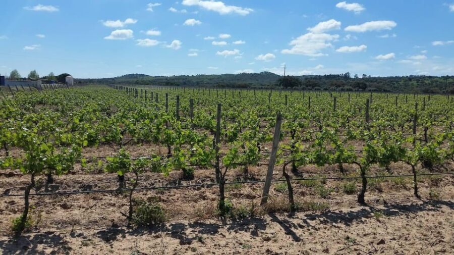 Herdade Canal Caveira Winery Visit with TOP5 Wines & Tapas - Final Thoughts
