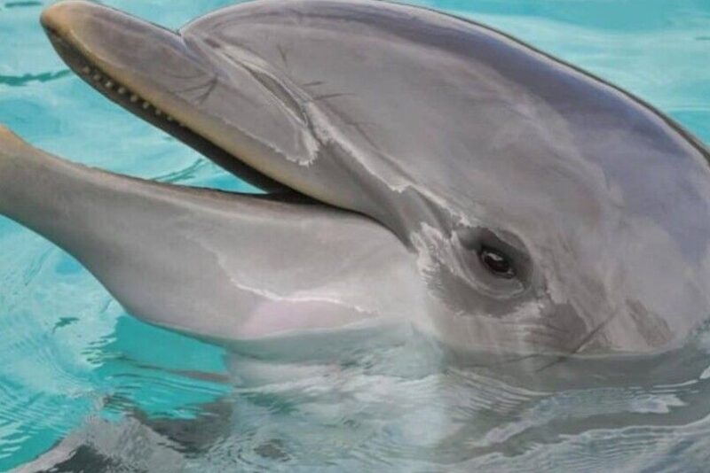 Hilton Head Island: Dolphin Cruise & Nature Tour - Introduction