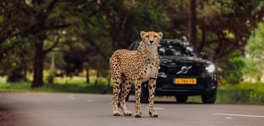Hilvarenbeek: Safaripark Beekse Bergen Entry Ticket - Who Will Love Safaripark Beekse Bergen?