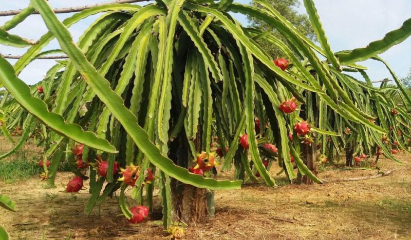 Ho Coc Beach, Nature Reserve & Dragon Fruit Farm Day Tour - Key Points