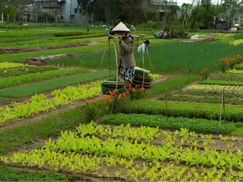 HOIAN: LANTERN MAKINGFARMER AT TRA QUE SMALL GROUP - Key Points
