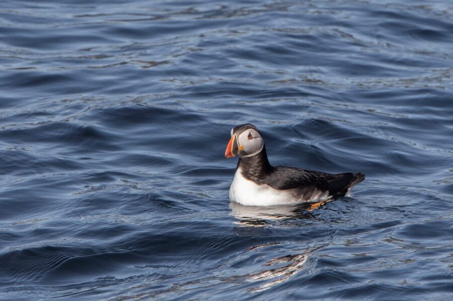 Hólmavík: Whale Watching Tour - Who Should Consider This Tour?