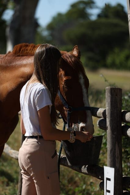 Horse Sanctuary in Rome - The Included Elements and Value