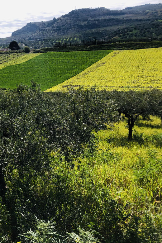 Horseback riding through the olive groves of Sciacca - An in-depth look at the horseback riding experience