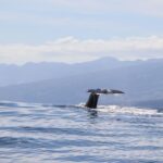 Horta: Whale and Dolphin Watching Expedition - Starting Point and Meeting Details