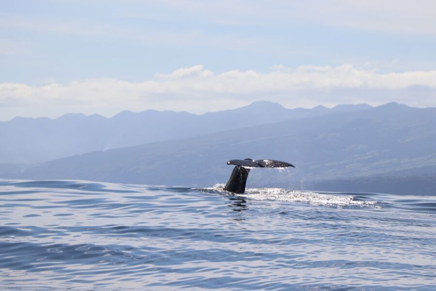 Horta: Whale and Dolphin Watching Expedition - Starting Point and Meeting Details