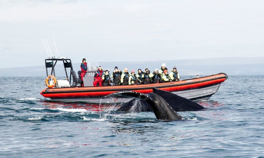 Húsavík: Big Whales and Puffin Island Speedboat Tour - Why Travelers Rave About This Tour