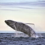 Húsavík: Original Big Whale Safari & Puffins by Speedboat - What to Expect on the Tour