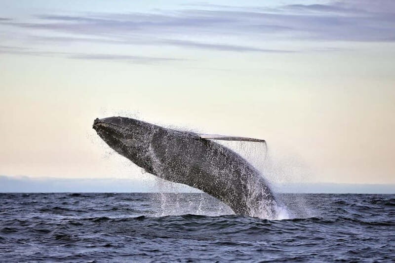 Húsavík: Original Big Whale Safari & Puffins by Speedboat - What to Expect on the Tour
