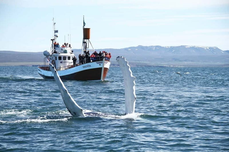 Húsavík: Traditional Whale Watching by Local Family Company - The Itinerary Breakdown