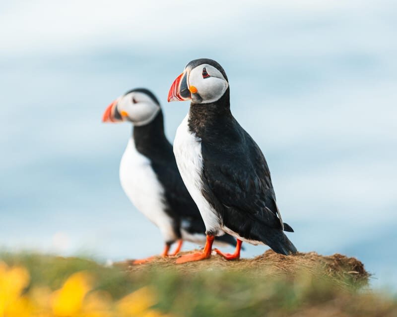 Húsavík: Whale-Watching Cruise and Puffins Guided Tour - Final Thoughts: Who Will Love This Tour?