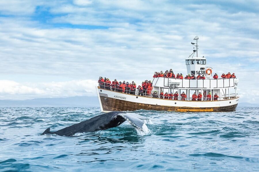 Husavik: Whale Watching on a Carbon Neutral Oak Boat - The Itinerary: What to Expect