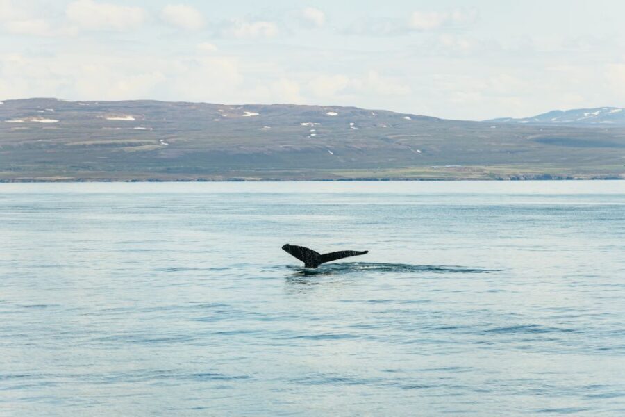 Húsavík: Whale Watching Tour with Guide - What You’ll See and Experience