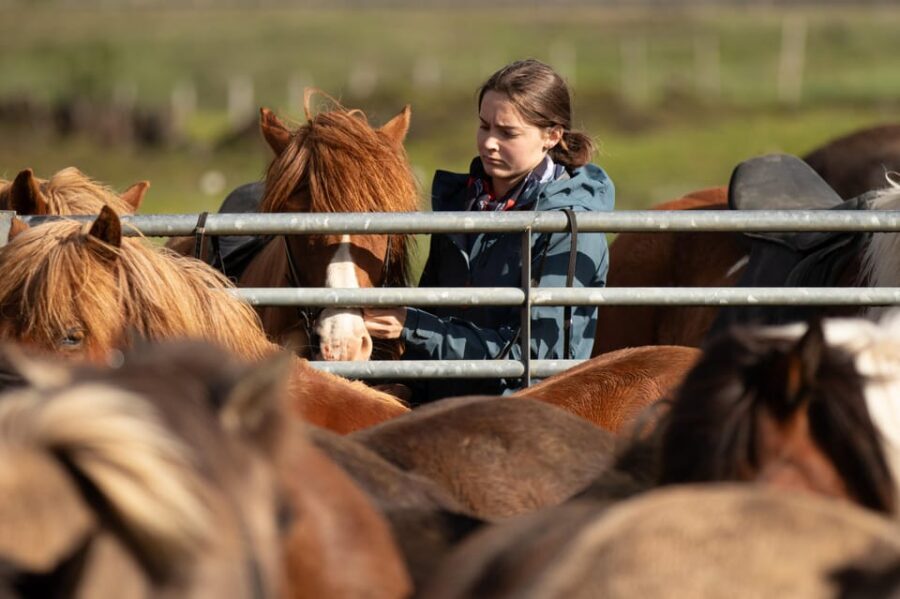 Hveragerdi: Countryside Charm Horse Riding Tour - What Makes the Horses and Guides Stand Out