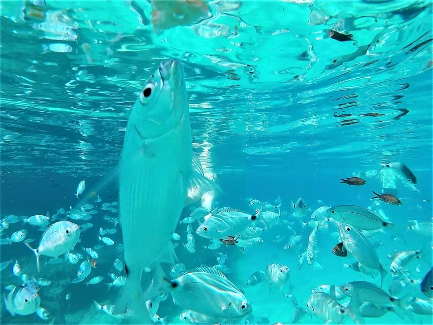Ibiza: Snorkeling and SUP Paddle, Beach and Cave Boat Tour - Who Will Love This Tour?