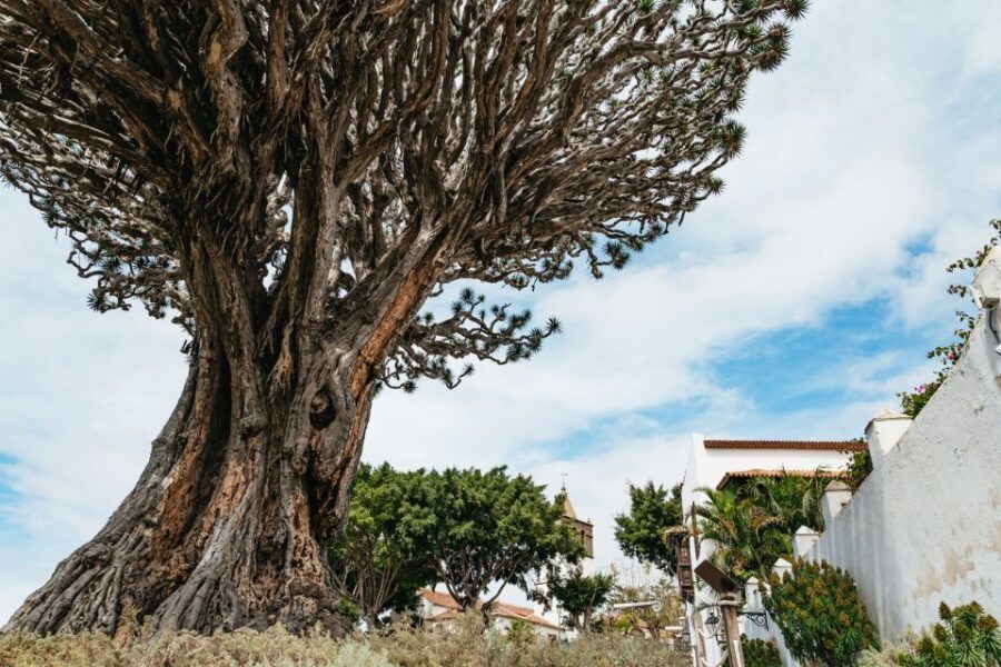Icod de los Vinos: Dragon Tree & Botanical Garden Ticket - The Experience: What to Expect at Icod de los Vinos