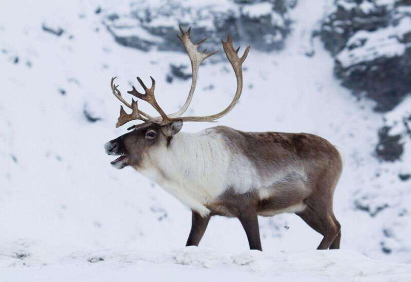 Inner Mongilia: 6-Day Hulunbuir Private Winter Tour - Key Points