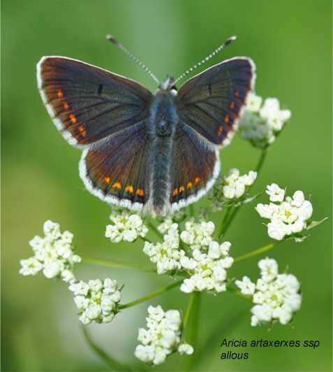 INSECTS AND OTHER FANTASTIC CREATURES - Why this tour is worth considering