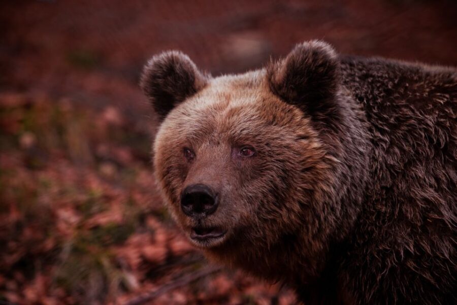 International Environmental Centre of ARCTUROS Tour - What Other Travelers Are Saying