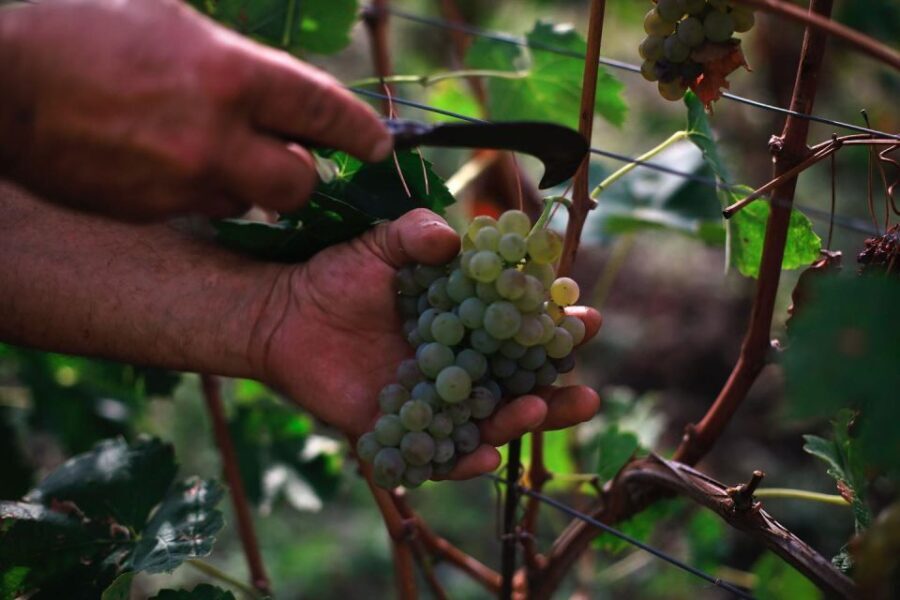 Ischia: Vineyard Tour & Wine Tasting Experience w/ Transfers - Price, Value, and Who Should Consider This Tour
