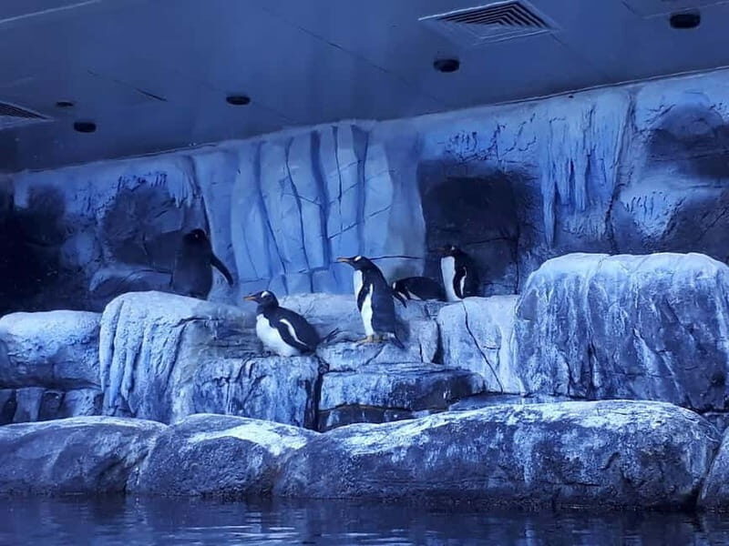 Istanbul: Aquarium Ticket and Round Trip Shuttle from Taksim - Practical Considerations