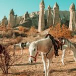 Istanbul to Cappadocia All Inclusive Private Day Tour - The Value of This Tour