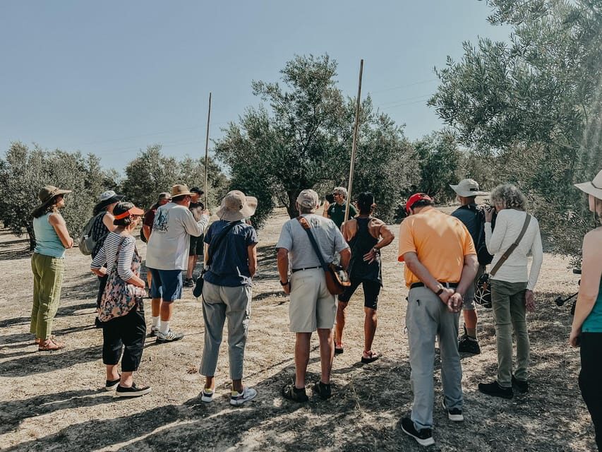 Jaén: Guided Olive Grove Tour - Why This Tour Matters