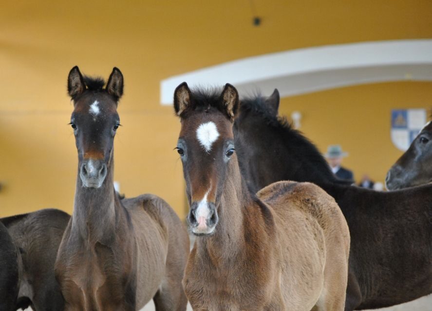 Jerez: Yeguada de la Cartuja Carthusian Horses Tour - Authentic Experiences and Authenticity