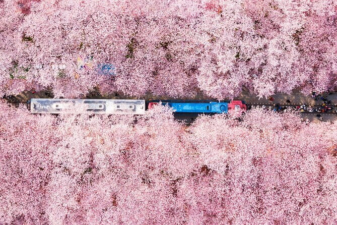 Jinhae Cherry Blossom-Yeojwacheon & Gyeonghwa St. Tour from Busan - Key Points