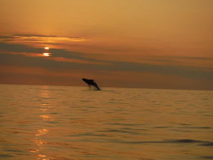 Kailua-Kona: Dolphin Watch & Double-Reef Snorkel Tour - Key Points