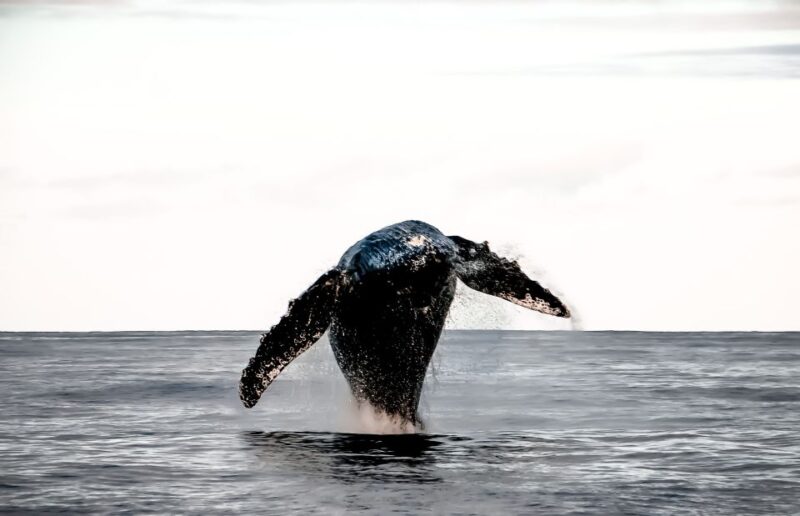 Kalaoa: Big Island & Kona Midday Whale Watching Tour - Key Points