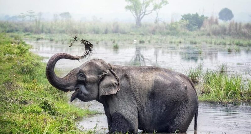 Kathmandu: 3 Days Luxury Chitwan Tour with flights - Key Points