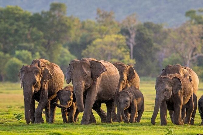 Kaudulla National Park Safari | Jeep with Tickets - Introducing the Kaudulla National Park Safari: An Authentic Wildlife Experience