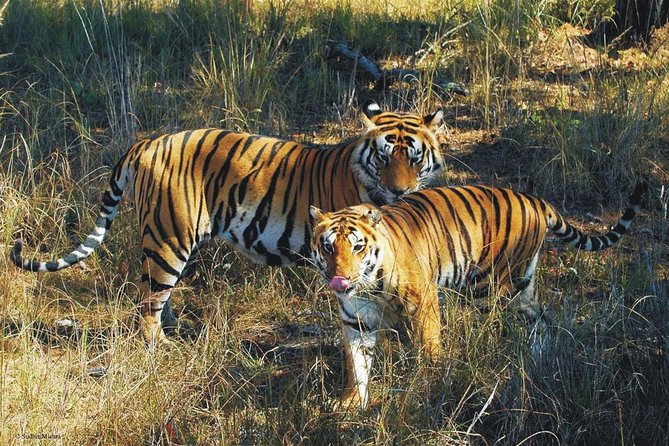 Kaziranga Indian Big Five Wildlife Tour - Introduction