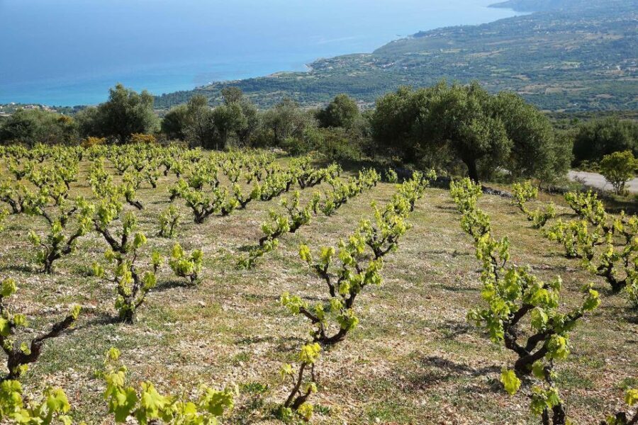 Kefalonia Wine Adventure in 3 Wineries With Tastings - A Detailed Look at the Kefalonia Wine Adventure